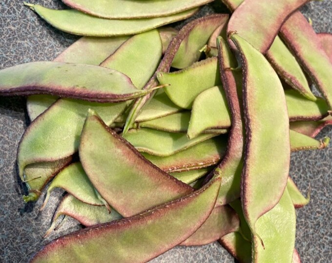 Certified Organic Asian Hyacinth Bean Seeds; Dolichos Lablab Bataw; a ...