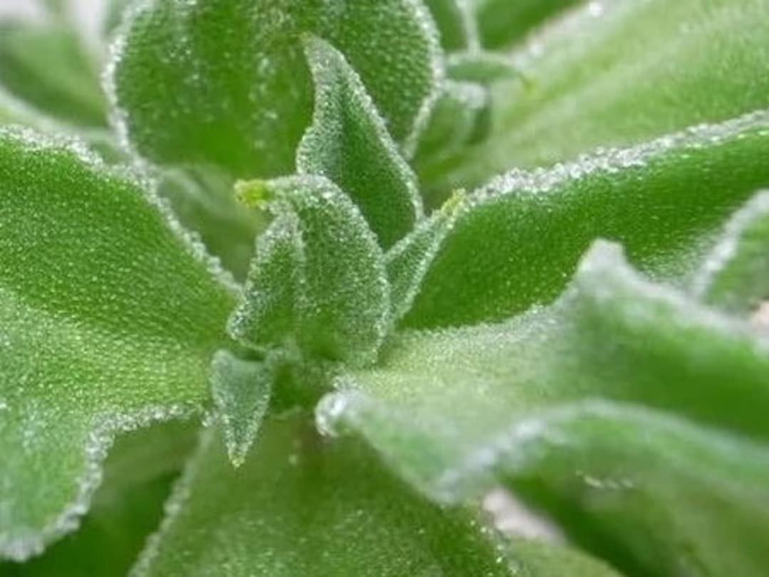 Crystal Ice Plant Seeds-水晶冰菜种子-hundreds of Tiny Seeds per Pack, Unique ...