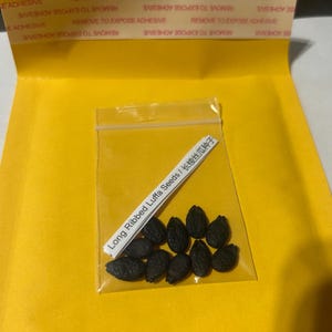 Long Ribbed Luffa Seeds / 长棱丝瓜种子 – 10 Seeds per Pack | Early-maturing ...