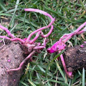 Purple Yam Tuber Sprouts 紫山药块茎苗 One Tuber Seedling-shipping With ...