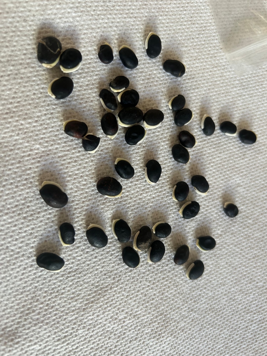 Certified Organic Hyacinth Bean Seeds; 青眉豆；versatile and Ornamental ...