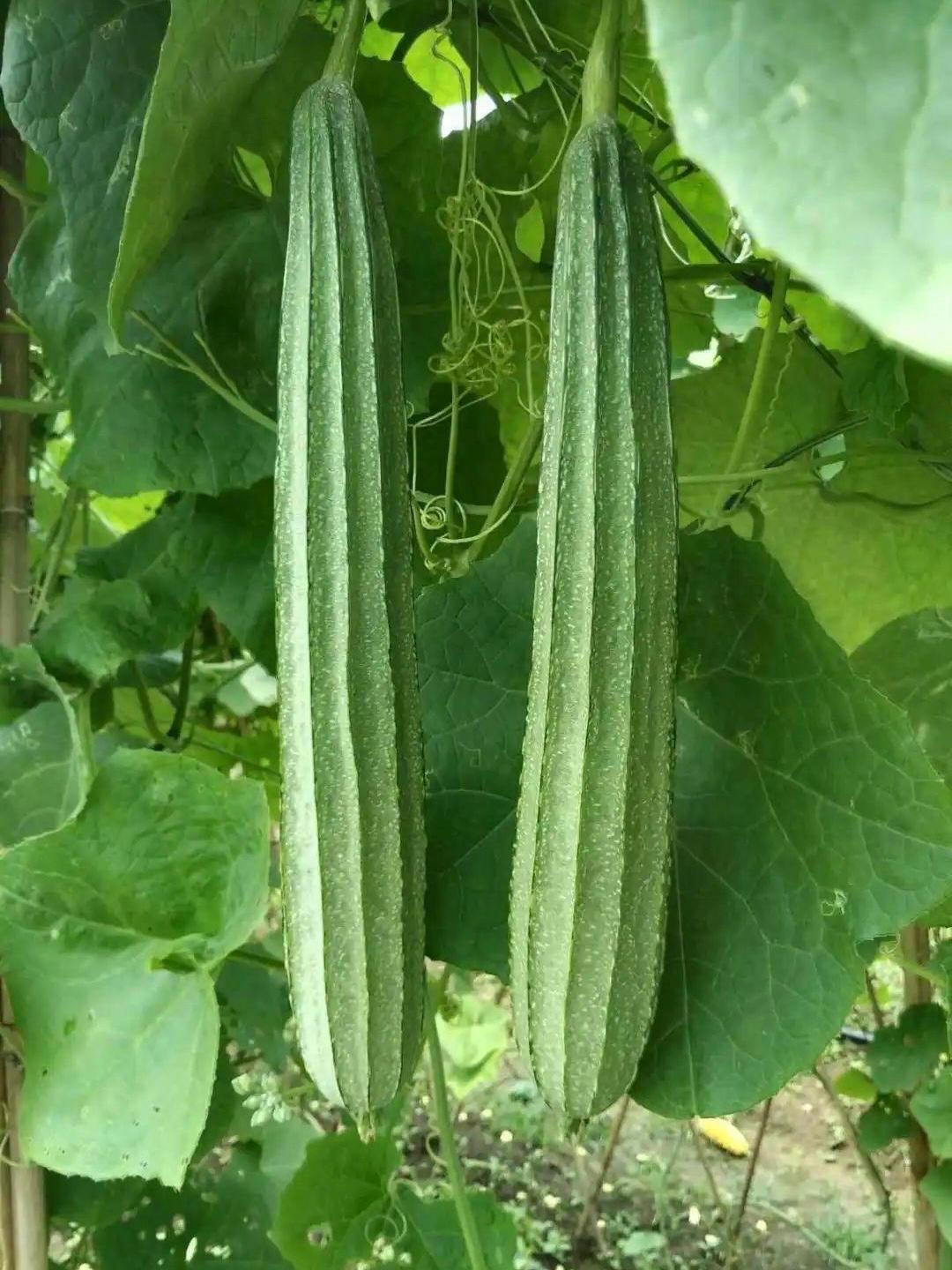 Long Ribbed Luffa Seeds / 长棱丝瓜种子 – 10 Seeds per Pack | Early-maturing ...