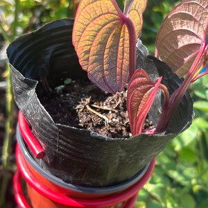 Purple Yam Tuber Sprouts 紫山药块茎苗 One Tuber Seedling-shipping With ...