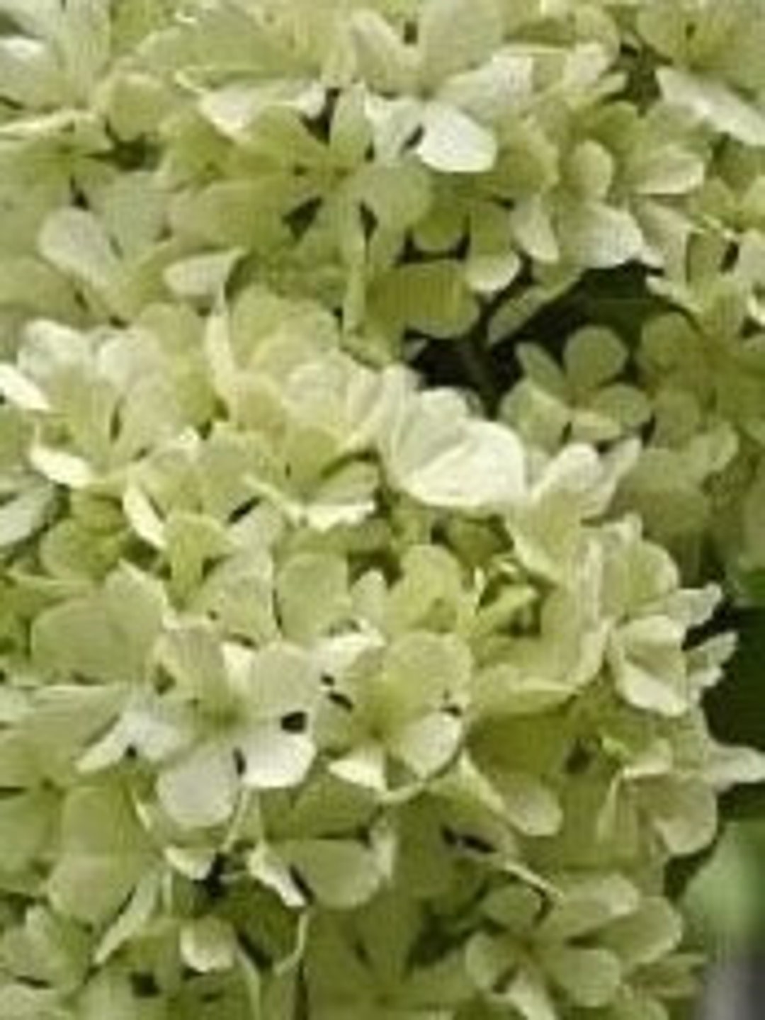Chinese Snowball Viburnum Sapling-中华木绣球-2 Feet Tall, 0.5-inch Diameter ...