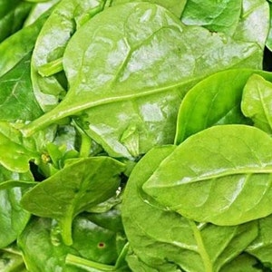 Large Leaf Chinese Malabar Spinach - 大叶木耳菜 - 80+ Seeds - Etsy