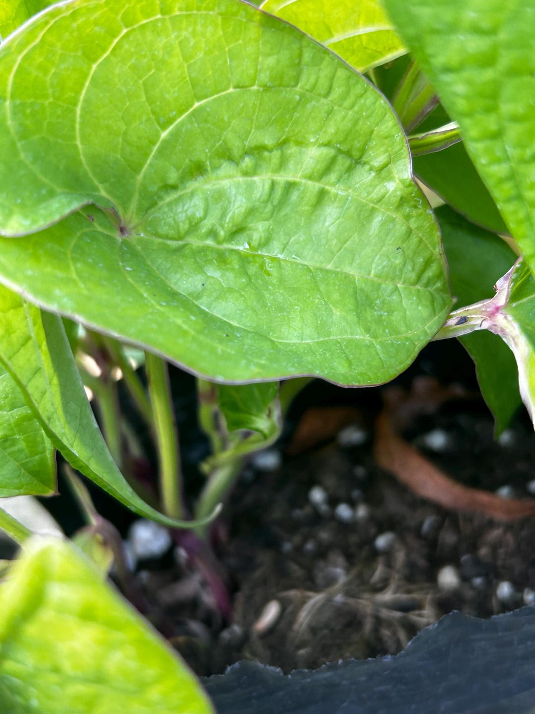 Purple Chinese Yam Bulbil Seed / 长条紫玉淮山药豆 - Single Order (2-3" Long ...