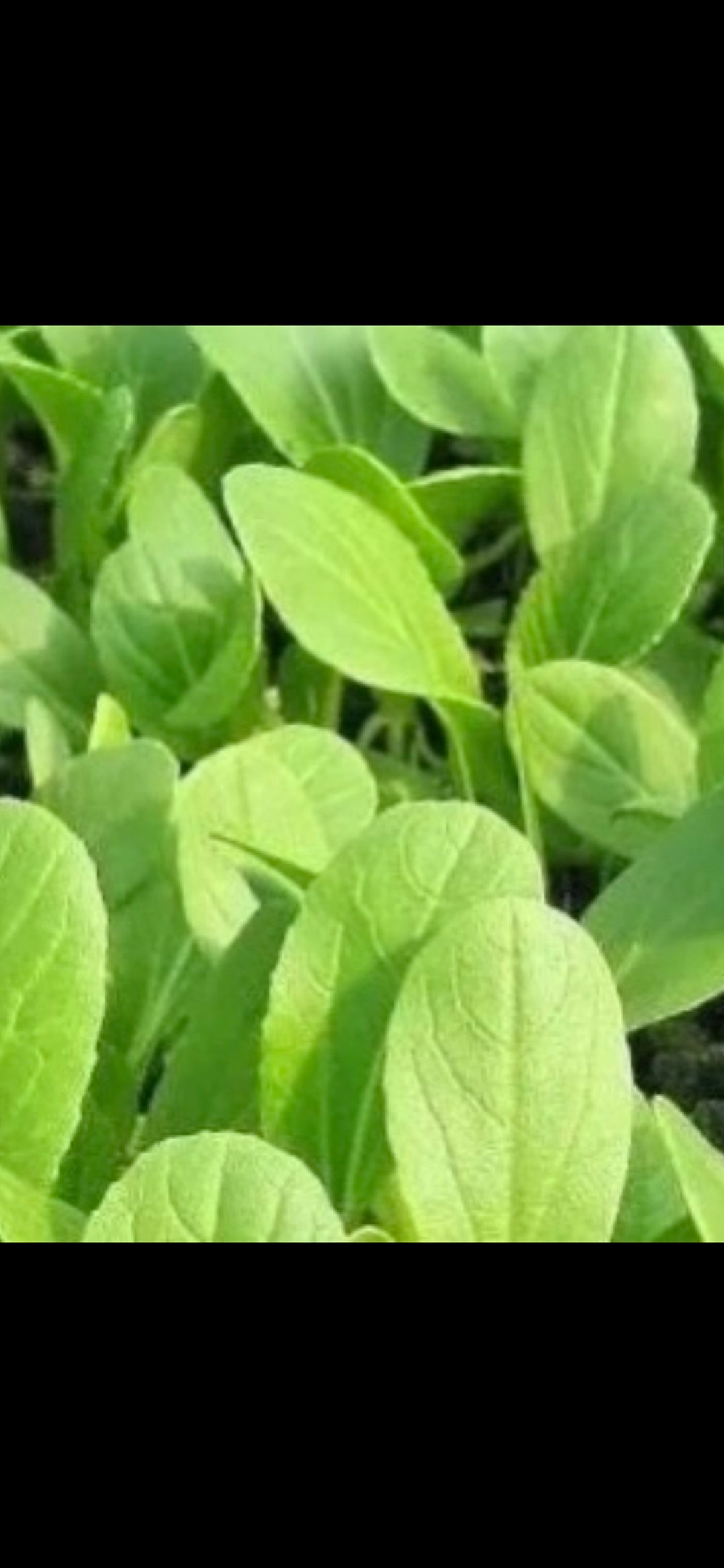 Shanghai Chicken Feather Vegetable Seeds - 上海鸡毛菜种子-pack of 1000 Seeds ...