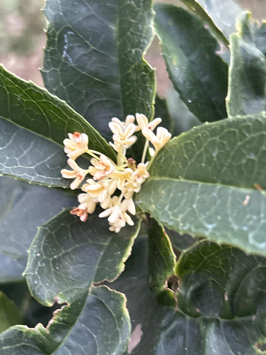 Fu Ding Zhu (佛顶株) - Fragrant Osmanthus - Trunk Diameter 3-4cm, Height ...