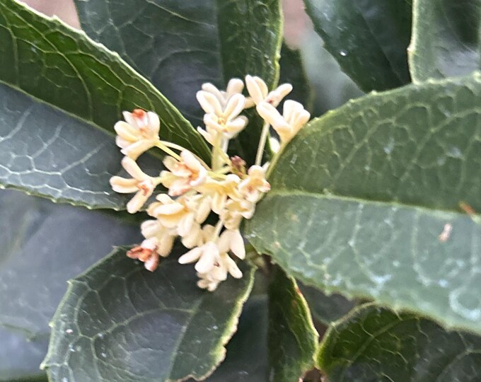 Fu Ding Zhu (佛顶株) - Fragrant Osmanthus - Trunk Diameter 3-4cm, Height ...