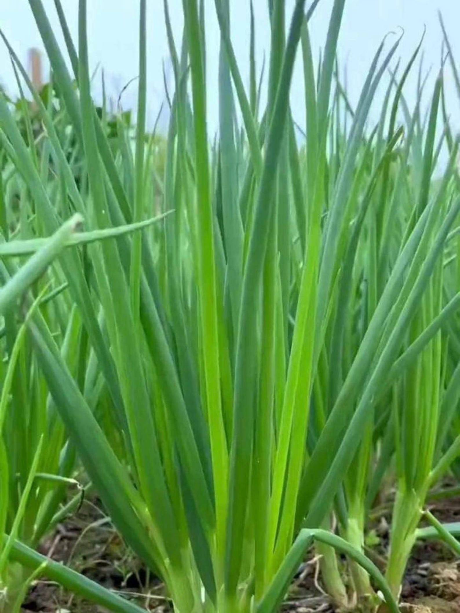 Shanghai Four Seasons Scallion Seeds / 上海四季小香葱种子 - Fast-growing Hardy ...