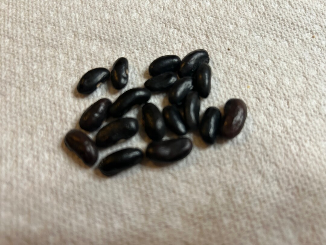 Purple Pod Climbing Bean Seeds – 20–25cm Pods, Vigorous 2.5m Vines ...