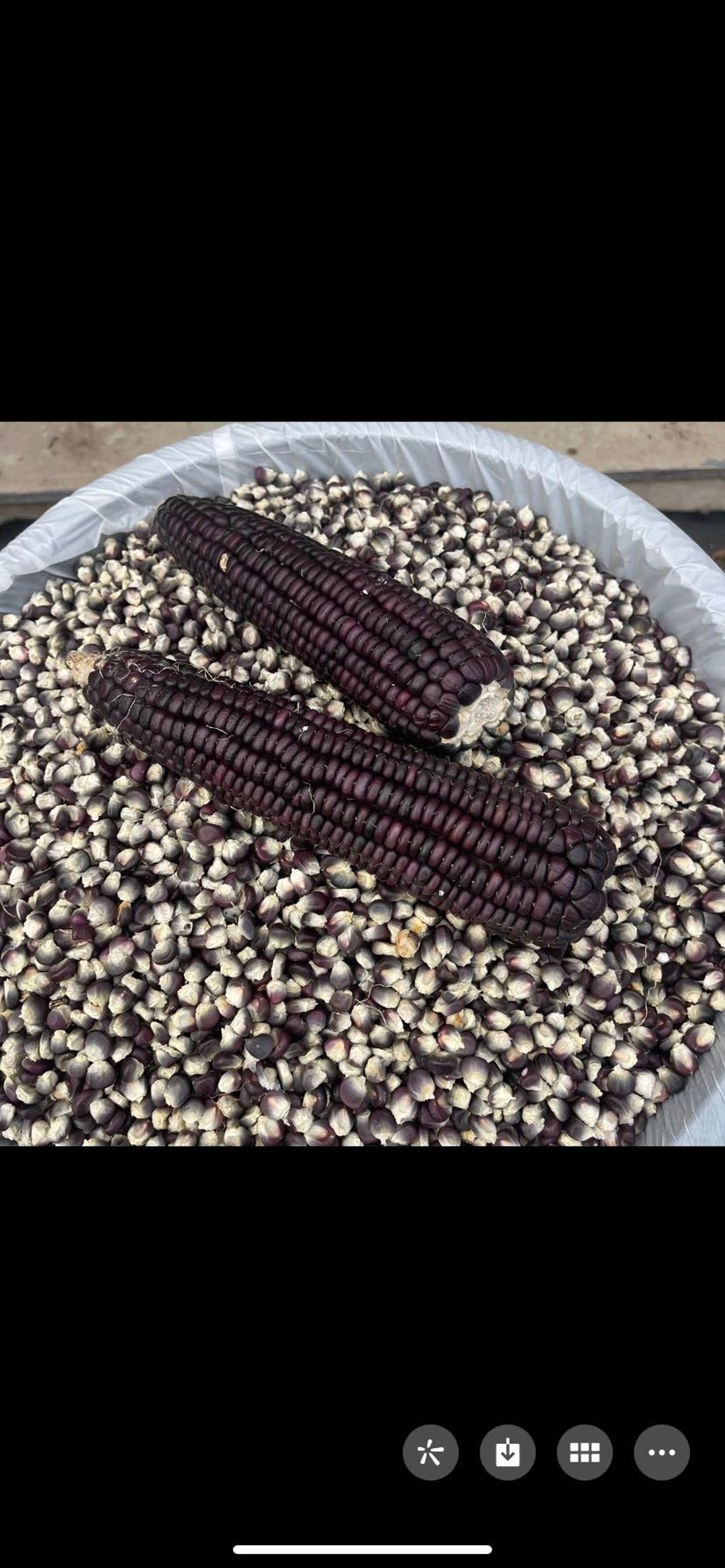 Black Organic Sticky Corn Seeds, 黑色有机糯玉米种子30 Seeds - Etsy