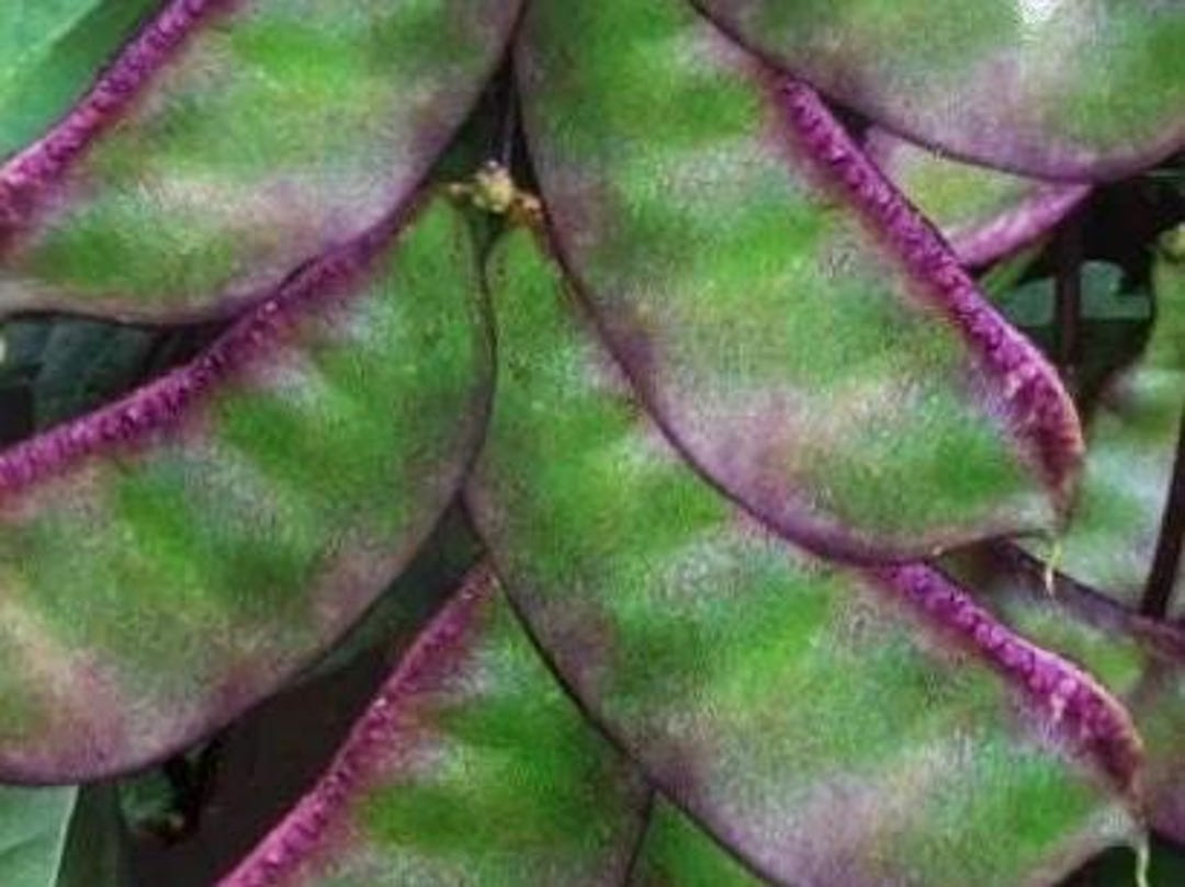 12 Seeds per Pack - Purple-edge Mung Bean Seeds/紫边眉豆 - Non-gmo, Easy to ...