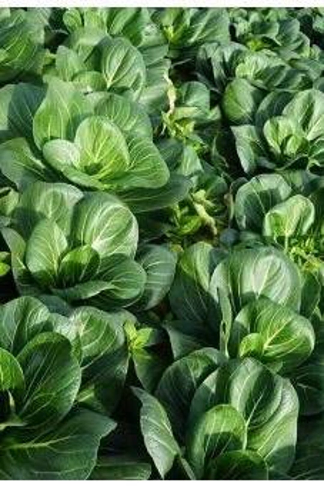 Hundreds of Suzhou Qing Cabbage Seeds/苏州青 – Fast-growing, Tender Leaves ...