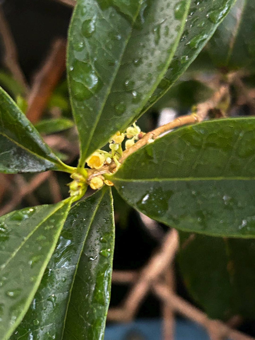 Lao Jin Gui (老金桂) - Fragrant Osmanthus - Only One Available - Trunk ...