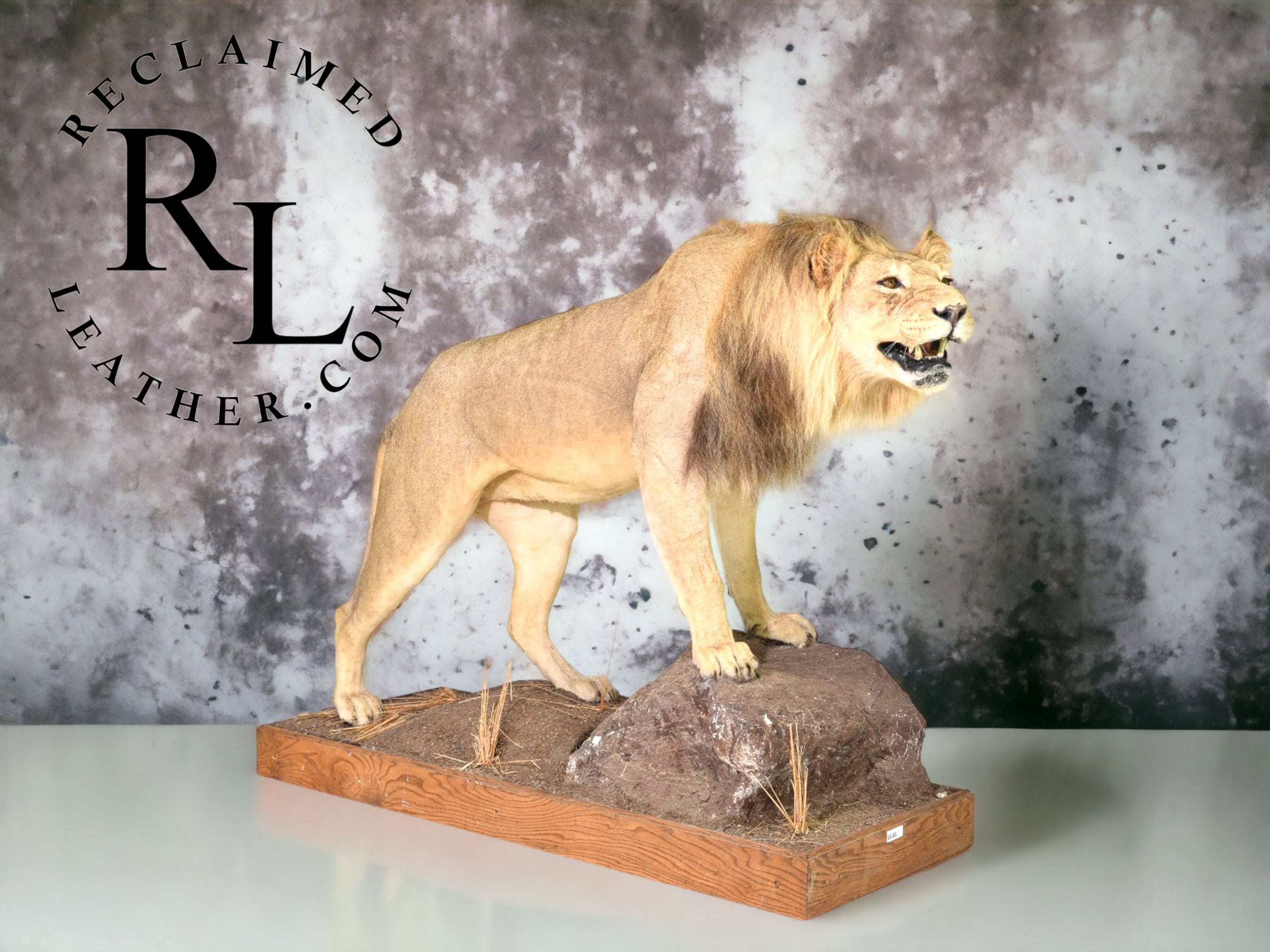 African Lion Taxidermy