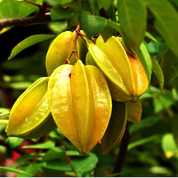 Star Fruit Plant - Etsy
