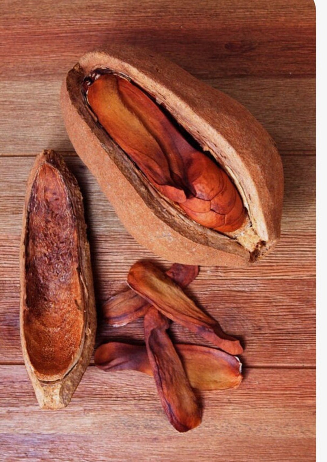 MAHAGONY TREE SEEDS - Etsy