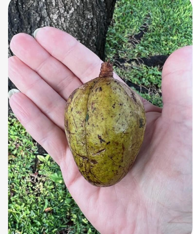 MAHAGONY TREE SEEDS - Etsy