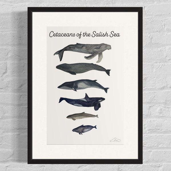 Cetaceans Poster - Etsy