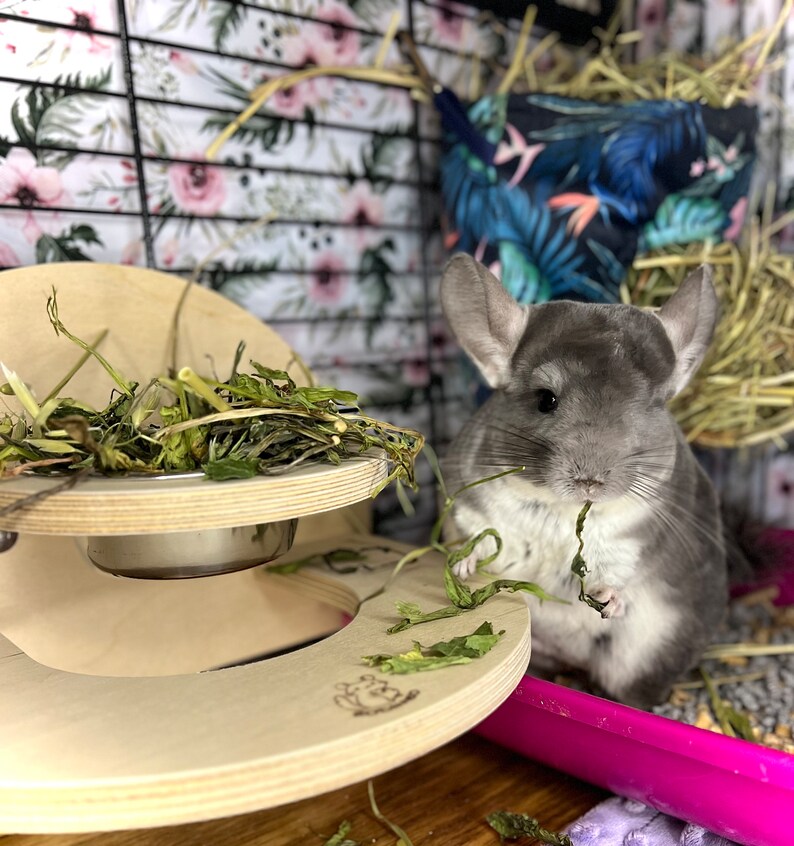 Chinchilla & Degu Wood Feeder Hay Rack Cage Accessory Fo Rodents - Etsy