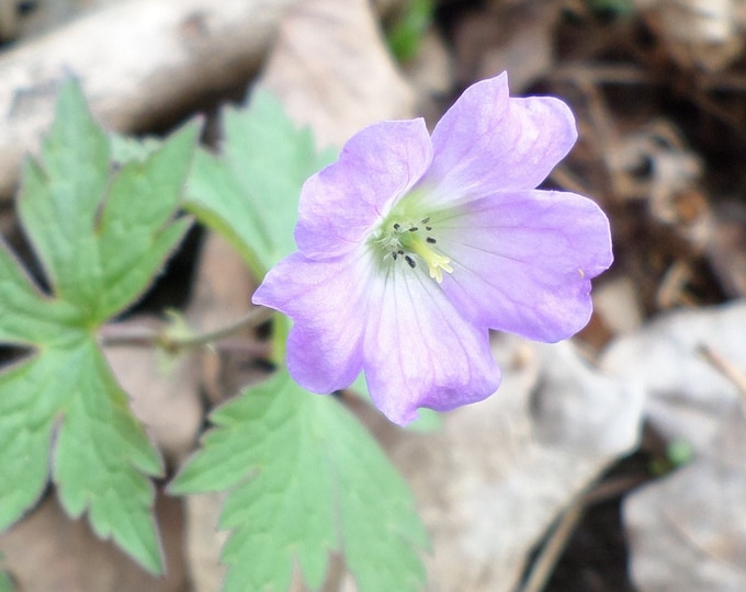 Max Frei Geranium ,hardy Cranesbill, Magenta Mound Forming Groundcover ...