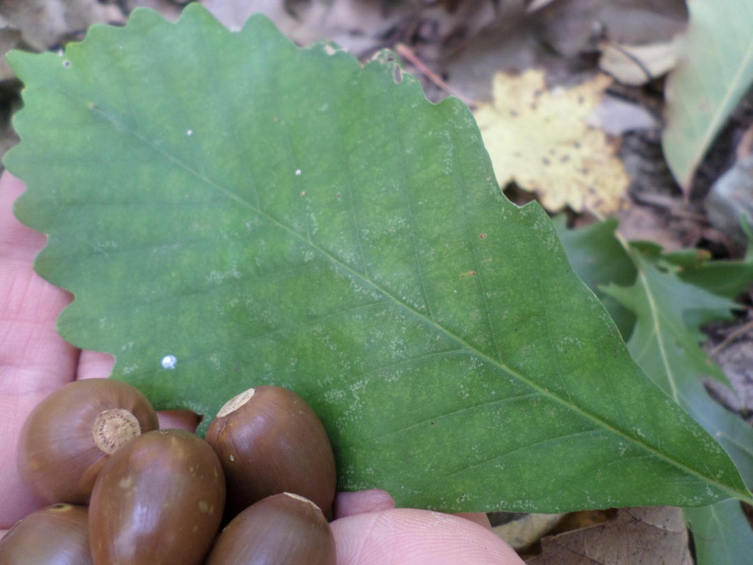 Quercus Montana, Chestnut White Oak Bareroot Sapling, Ridgetop Tree ...