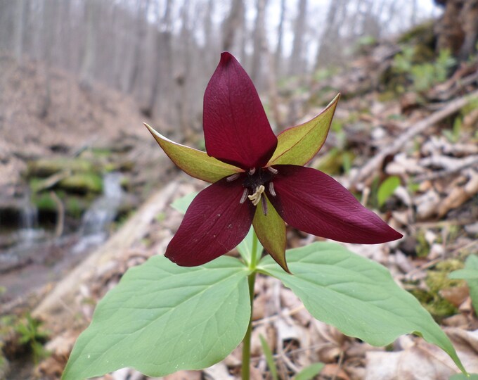 10 Assorted Trillium Roots - Etsy