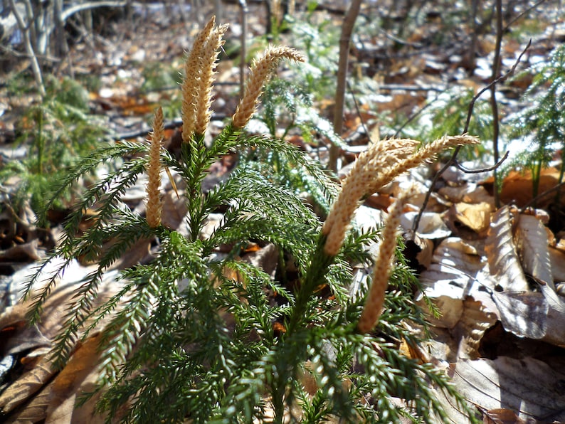Lycopodium Obscurum, Ground Pine, Rare Club Moss, Princess Pine ...