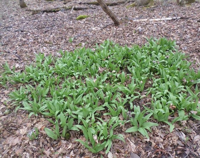 20 FRESH PA Wilds Wild Ramps Leeks Bulbs Roots - Etsy