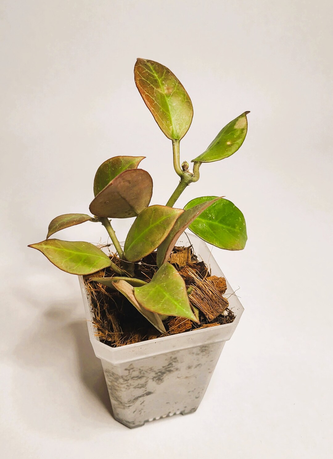 Live Hoya Sunrise Plant Tropical Houseplants Indoor Plant - Etsy