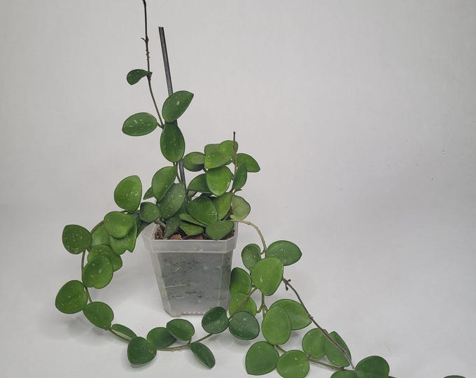 Hoya Mathilde 'splash' - Etsy