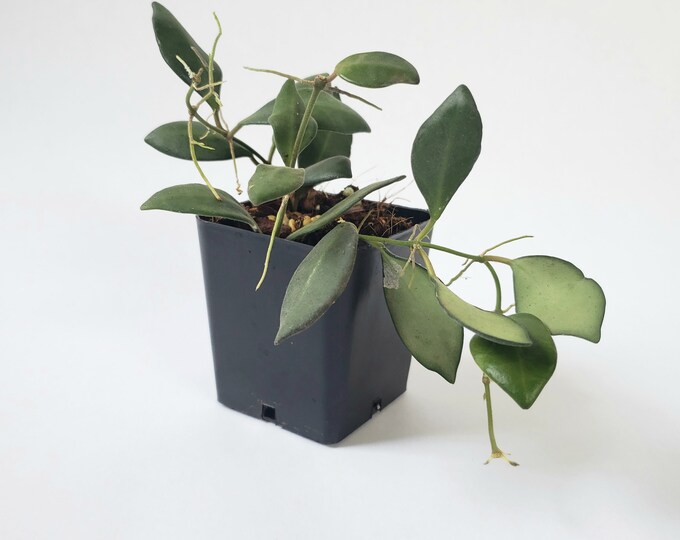 Hoya Bilobata RARE - Etsy