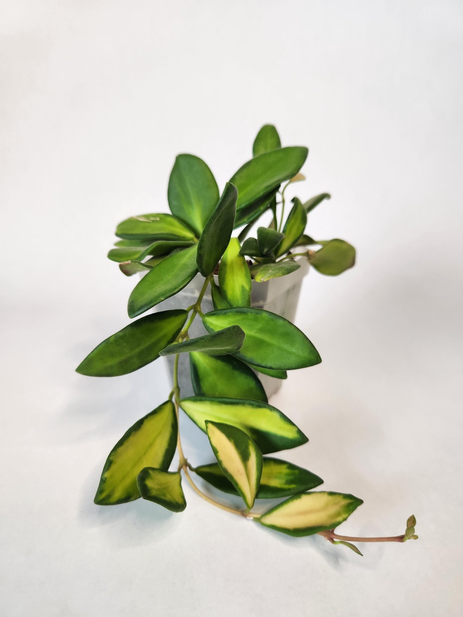 Hoya DS 70 Variegated - Etsy