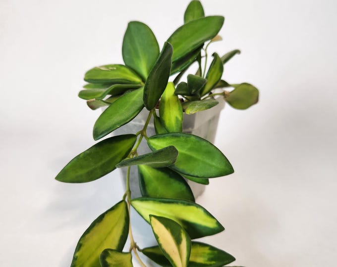 Hoya DS 70 Variegated - Etsy
