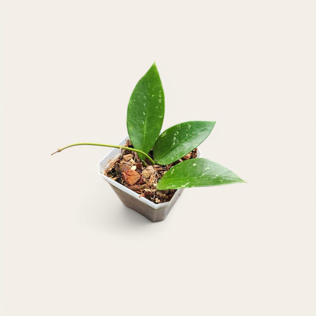 Hoya Pottsii Splash - Etsy