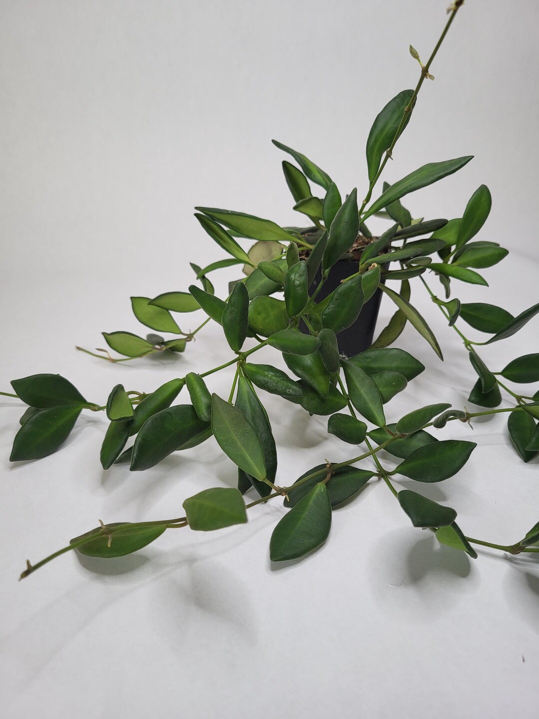 Hoya Bilobata - Etsy