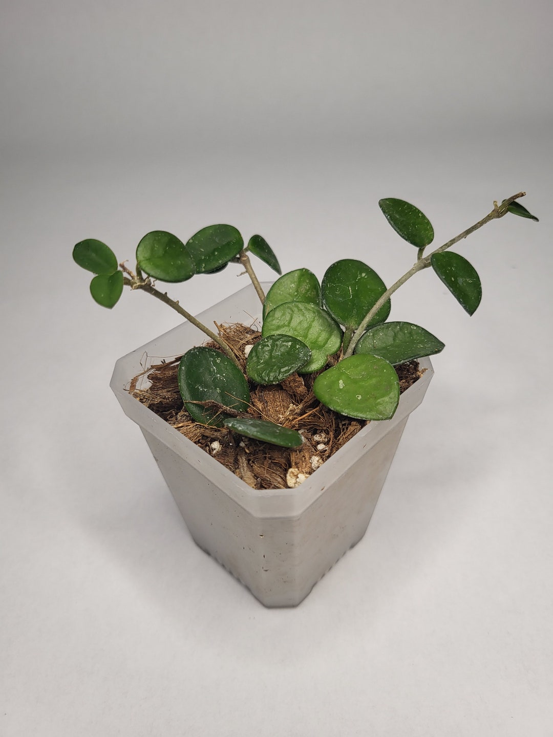 Hoya Mathilde 'splash' - Etsy