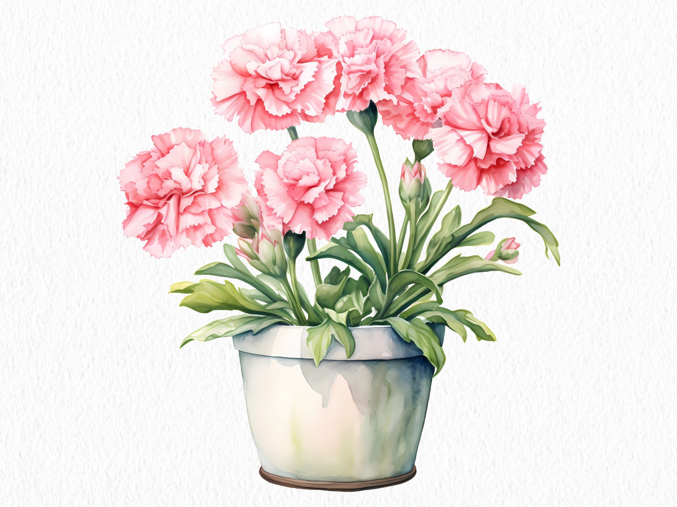 Carnation Watercolor Clipart Bundle Pink Carnation Wedding - Etsy