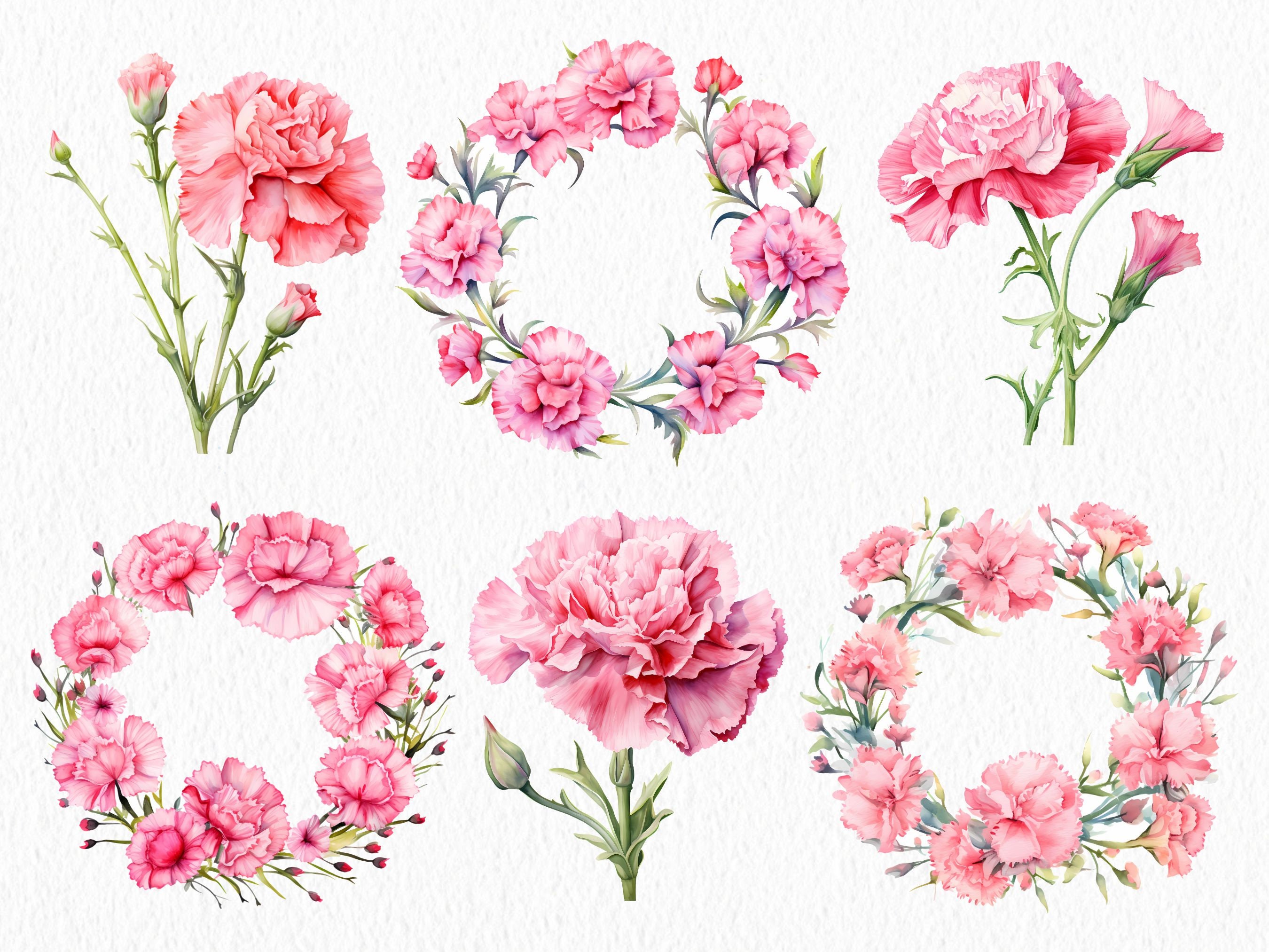 Carnation Watercolor Clipart Bundle Pink Carnation Wedding - Etsy