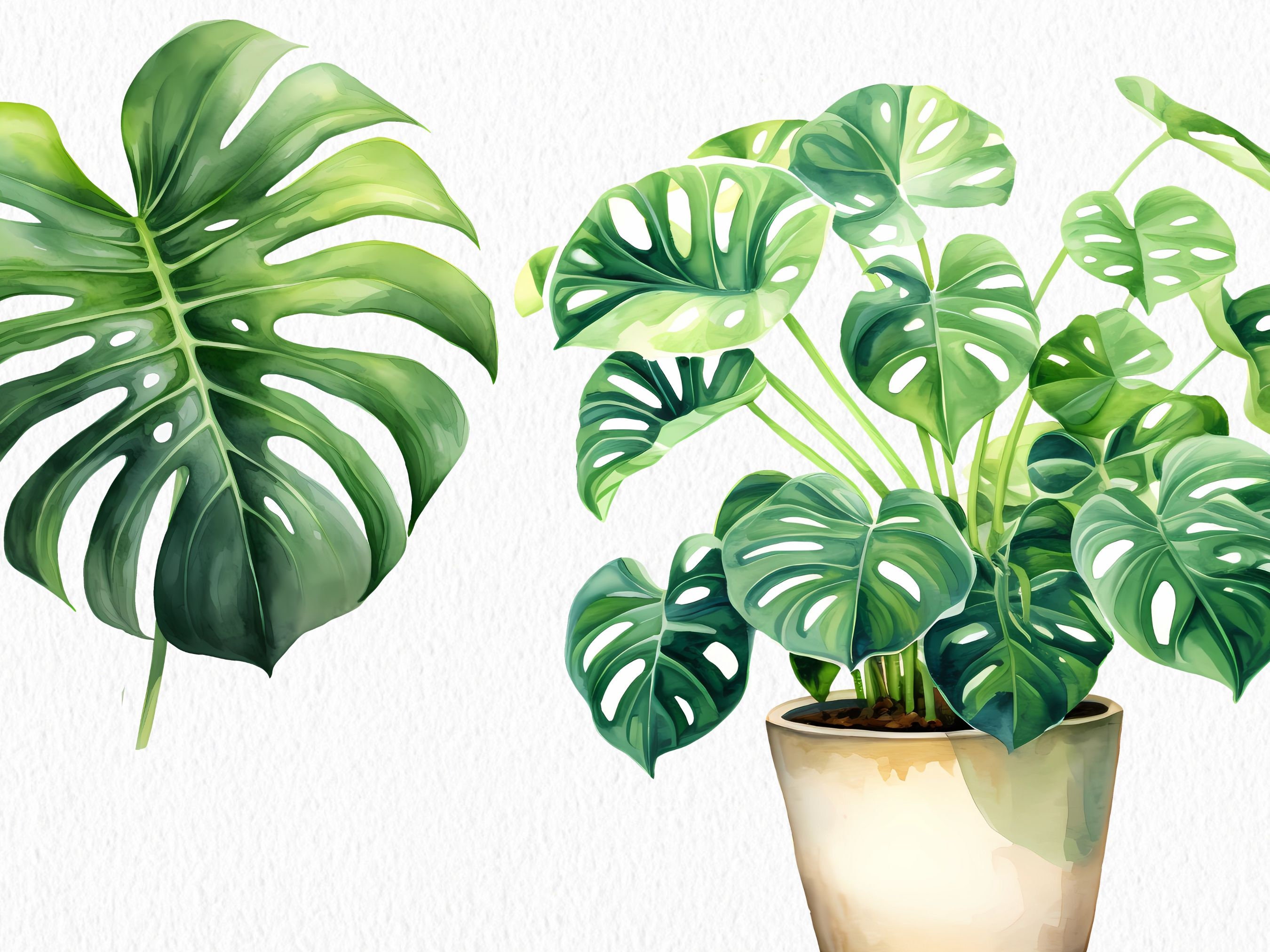 Monstera Watercolor Clipart Bundle, Monstera Leaves Clip Art, Monstera ...