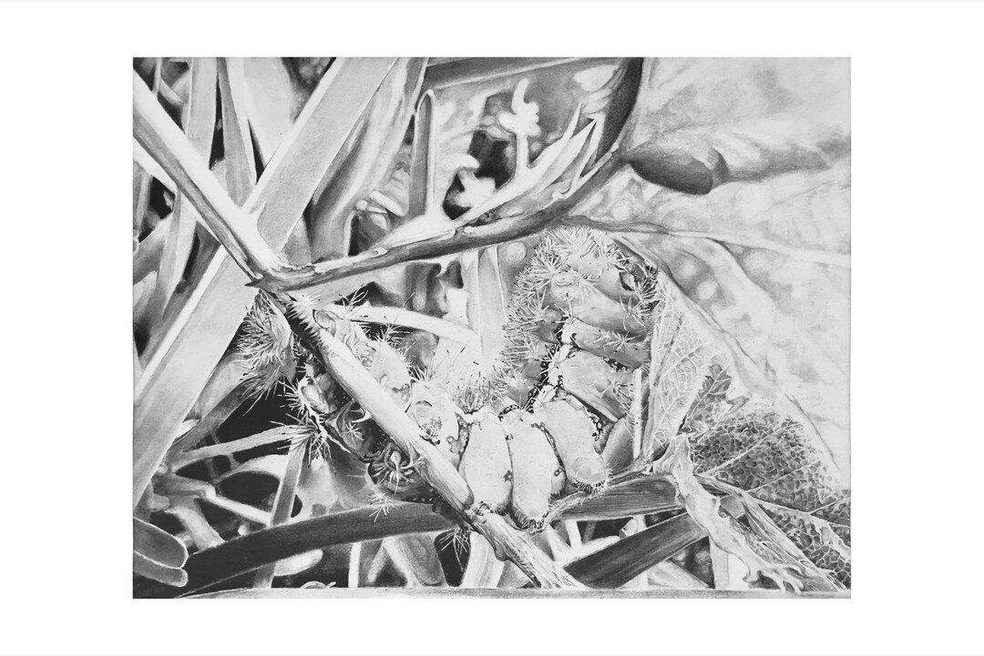 Graphite Drawing, Nature, Plants, Caterpillar, Close-up, Decorations ...