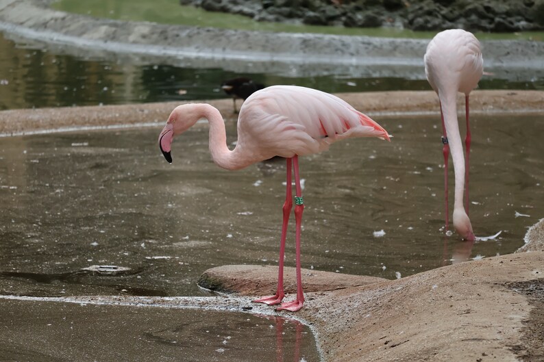 Flamingo Photo, Vienna Zoo - Etsy