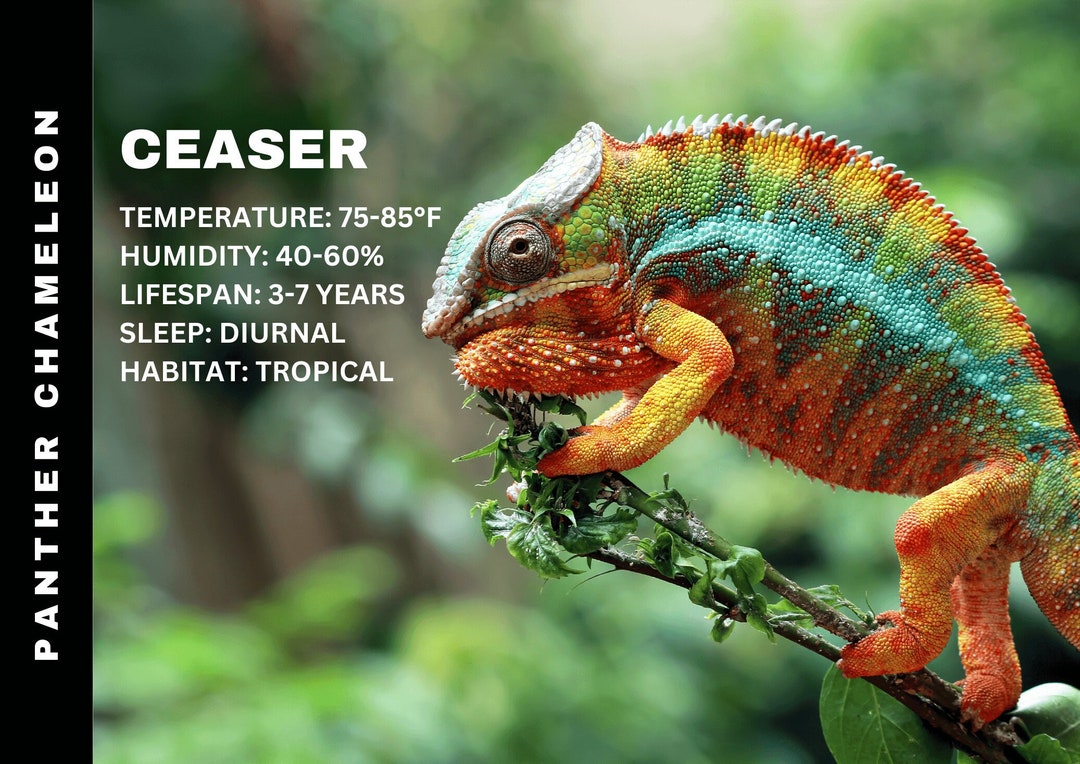 Custom Chameleon Name Tag Personalized Reptile Name Information Fact ...