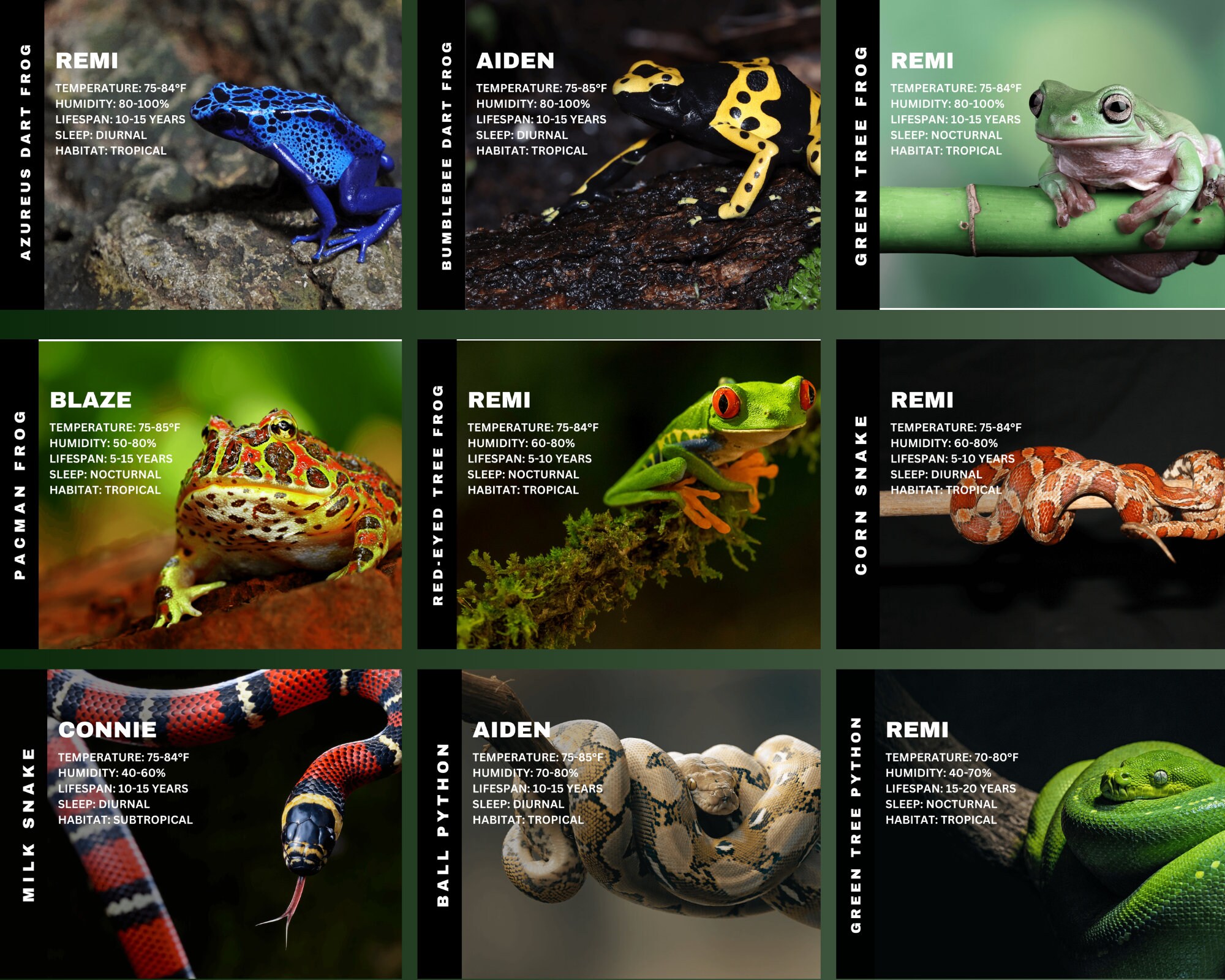 Custom Reptile Name Tag digital File Only Personalized Reptile Name ...