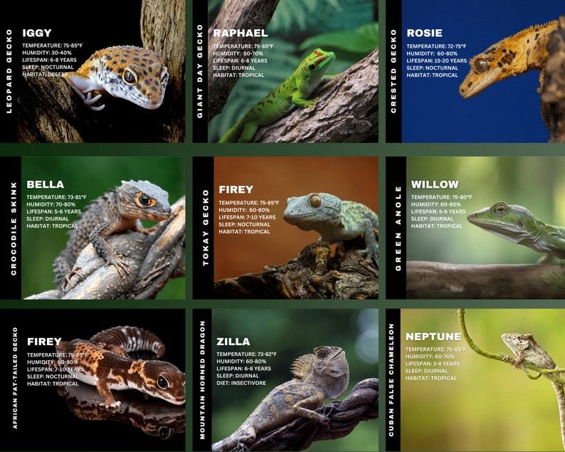 Custom Reptile Name Tag digital File Only Personalized Reptile Name ...