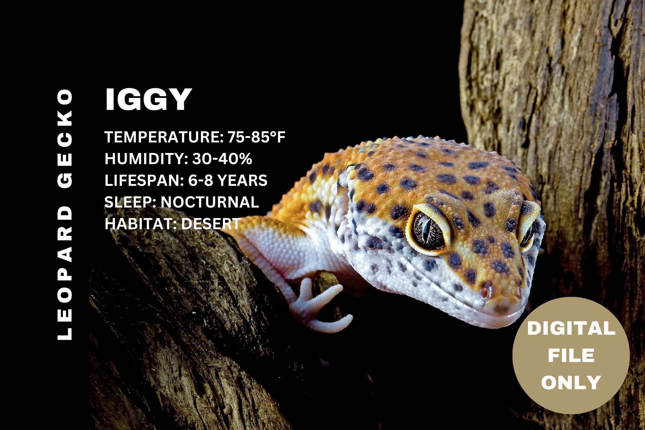 Custom Reptile Name Tag digital File Only Personalized Reptile Name ...