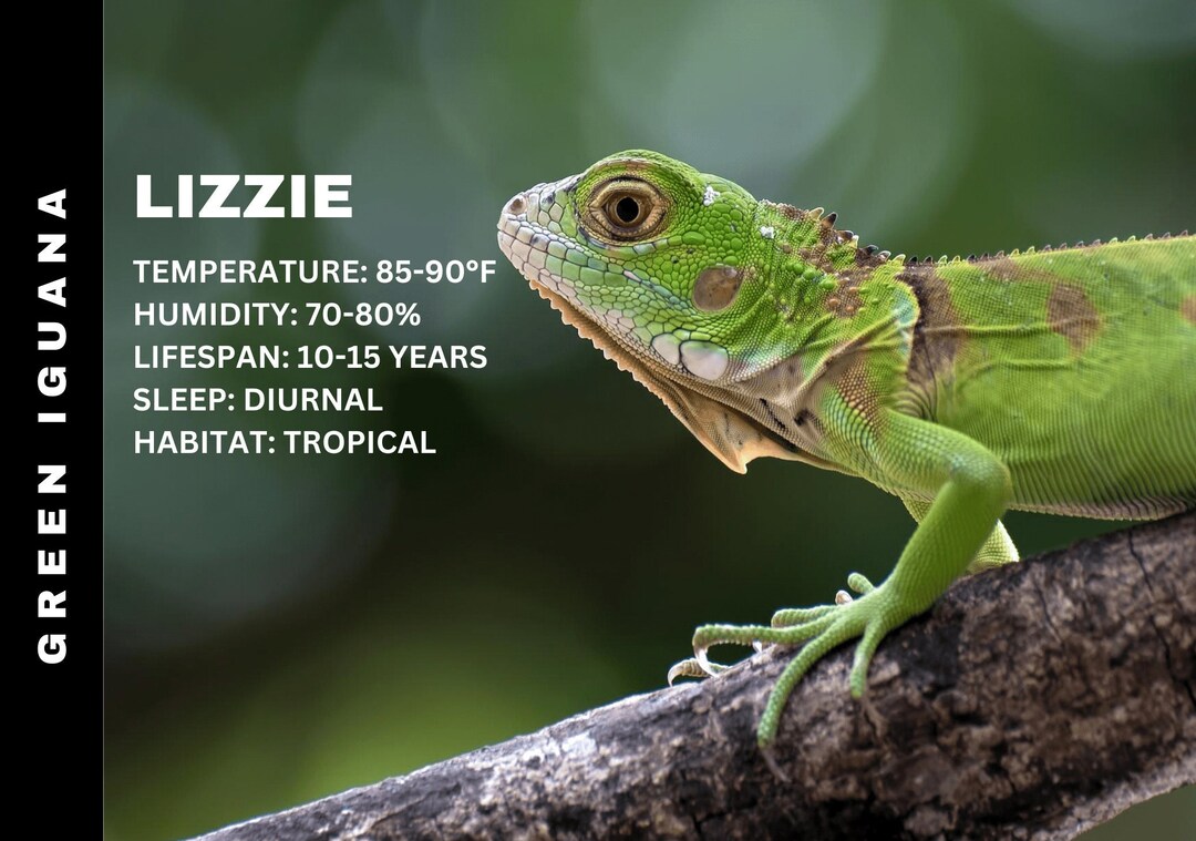 Custom Iguana Name Tag Personalized Reptile Name Information Fact Cards ...