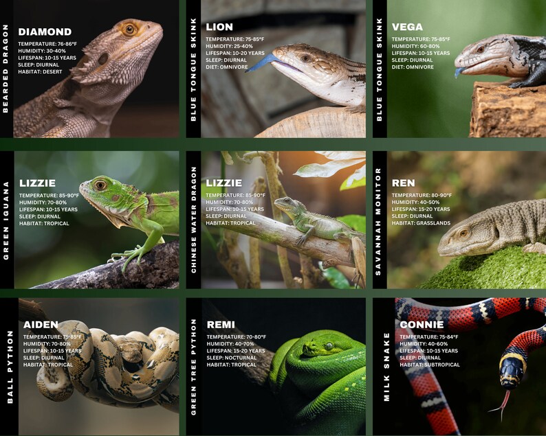 Custom Reptile Name Tag digital File Only Personalized Reptile Name ...