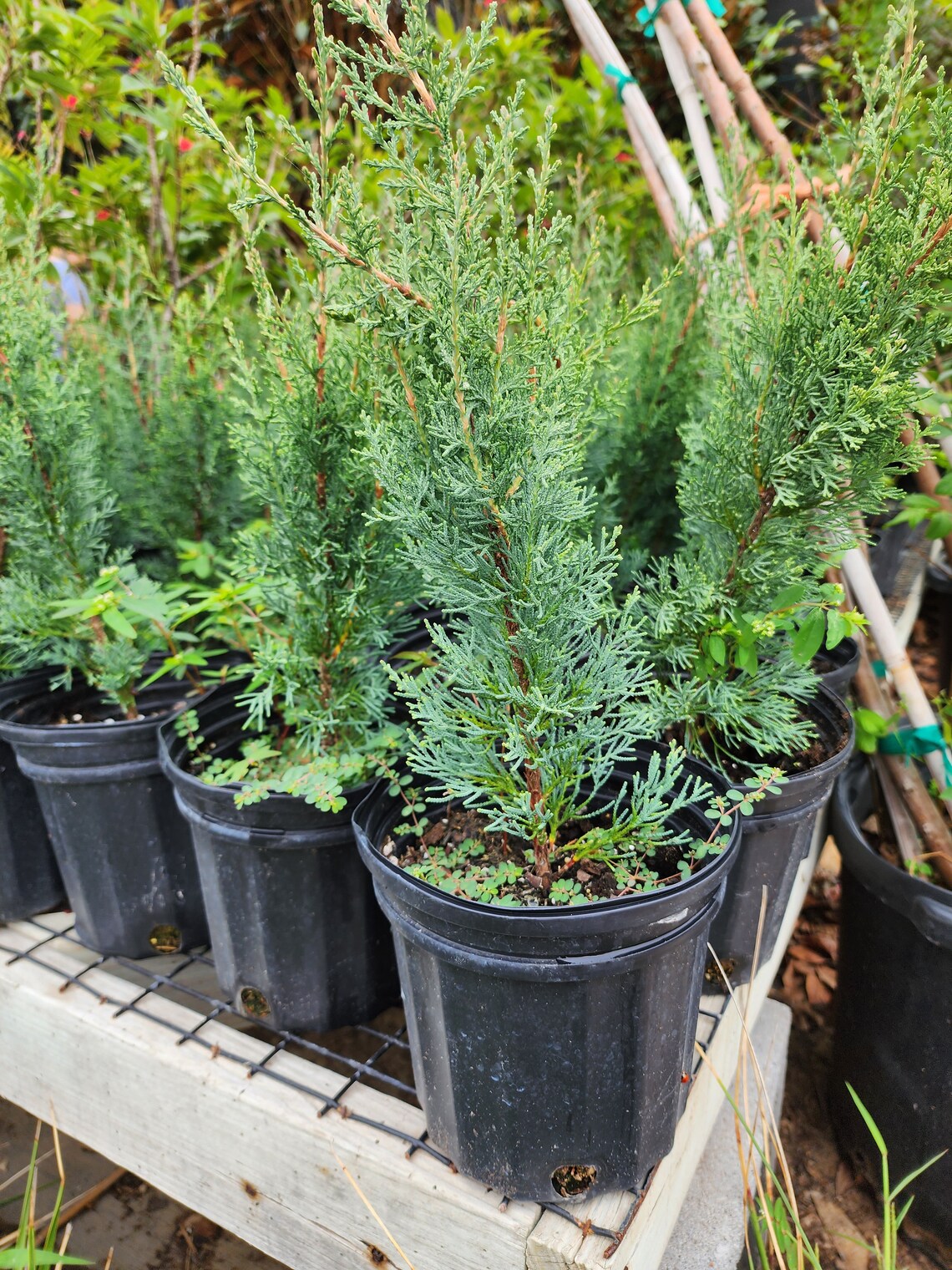 Pine Italiano 1gallon 1 1/2 Ft Tall - Etsy